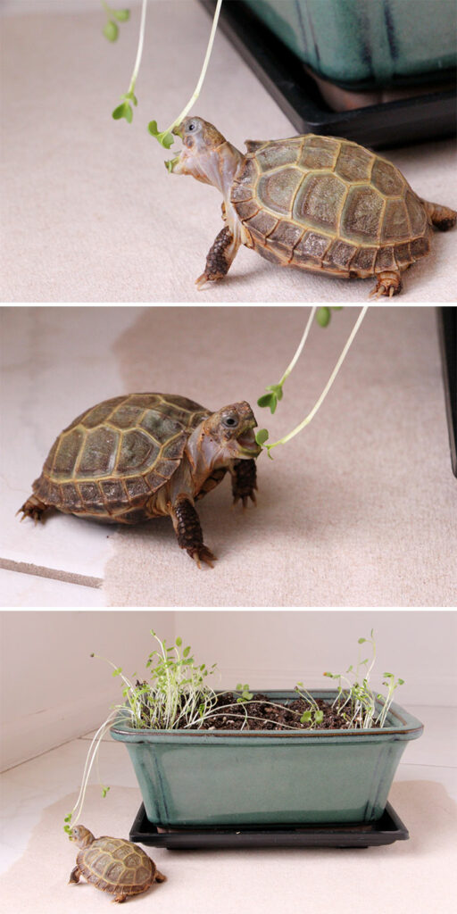 30 Adorable Turtle Pics That Might Just Make Your Day | DeMilked