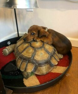 30 Adorable Turtle Pics That Might Just Make Your Day | DeMilked