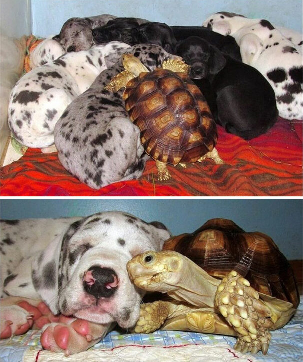 30 Adorable Turtle Pics That Might Just Make Your Day | DeMilked