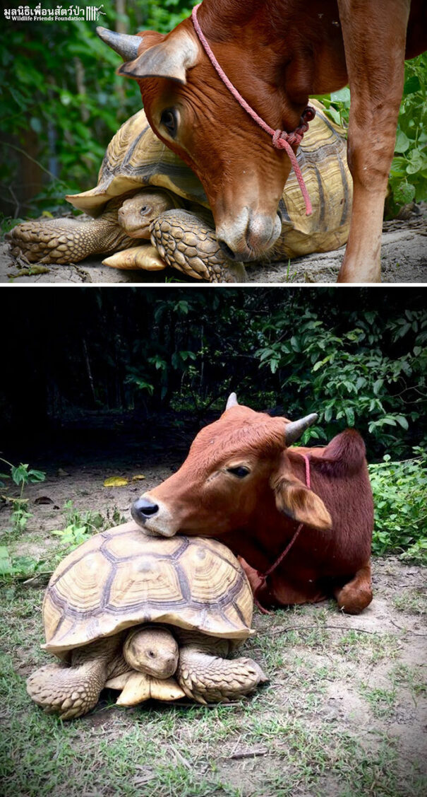 30 Adorable Turtle Pics That Might Just Make Your Day | DeMilked