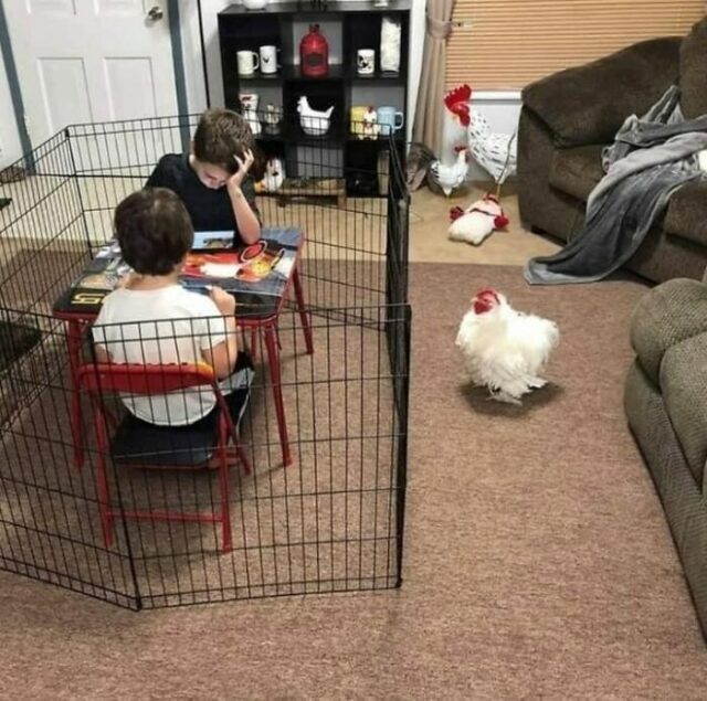 20 Examples Of People Being Ridiculous And Funny, As Shared On The ...