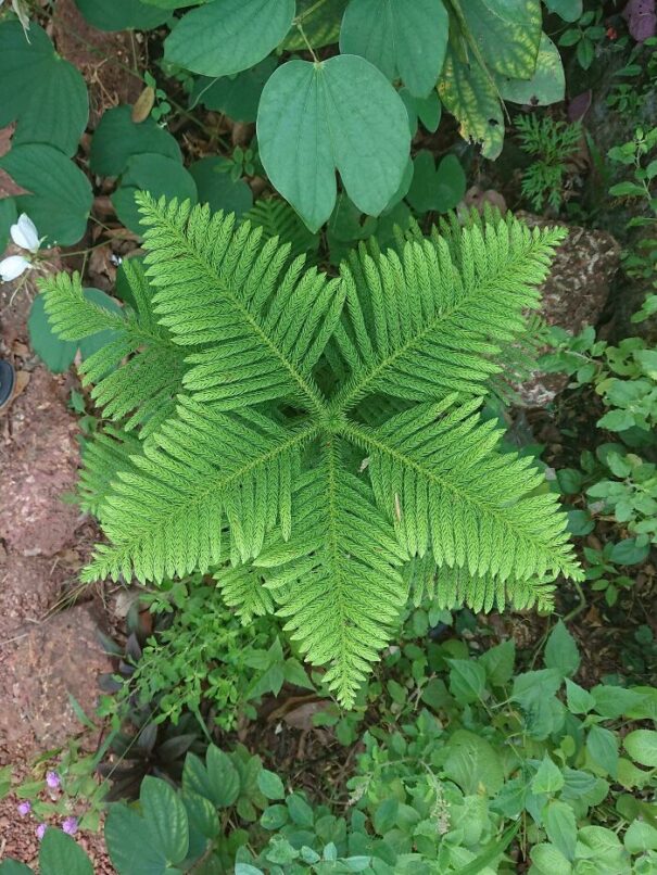 30 Of The Most Perfect Examples Of Geometrical Symmetry In Nature ...