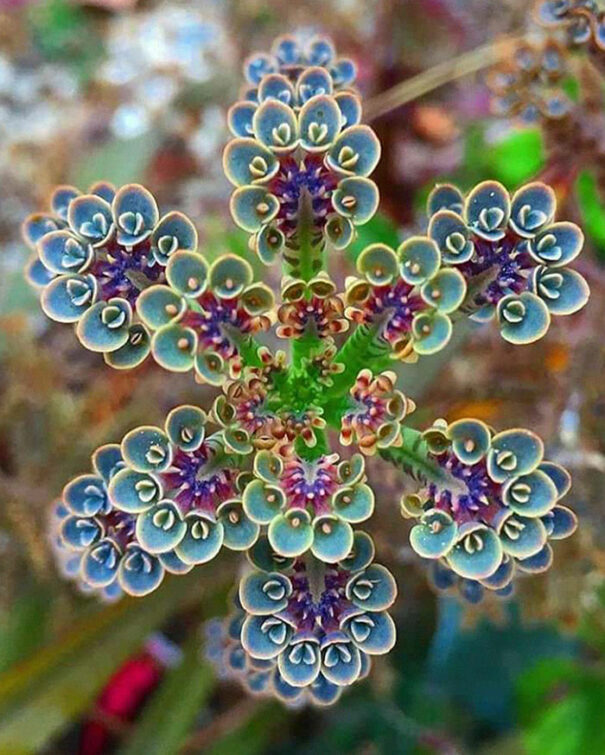 30 Of The Most Perfect Examples Of Geometrical Symmetry In Nature ...