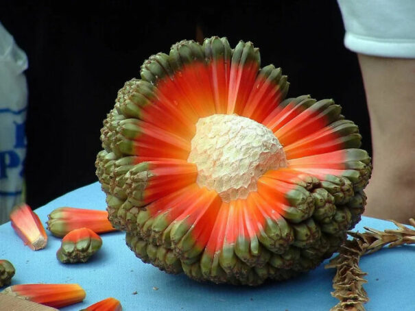 30 Of The Most Perfect Examples Of Geometrical Symmetry In Nature ...