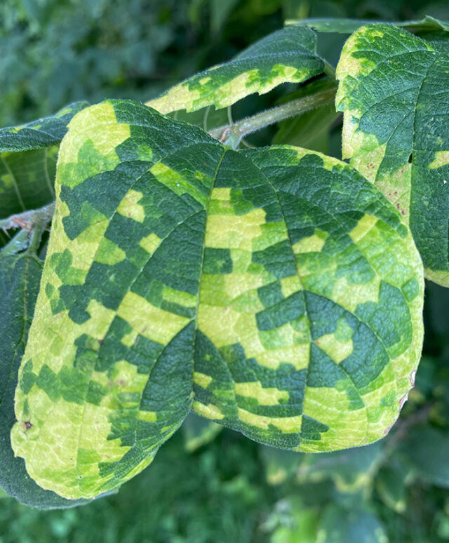 30 Of The Most Perfect Examples Of Geometrical Symmetry In Nature ...