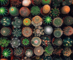 30 Of The Most Perfect Examples Of Geometrical Symmetry In Nature ...