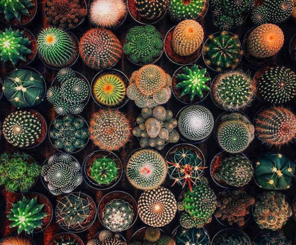 30 Of The Most Perfect Examples Of Geometrical Symmetry In Nature ...