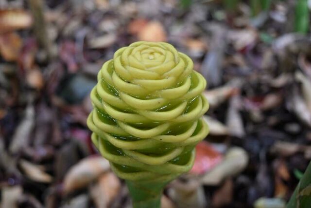 30 Of The Most Perfect Examples Of Geometrical Symmetry In Nature ...