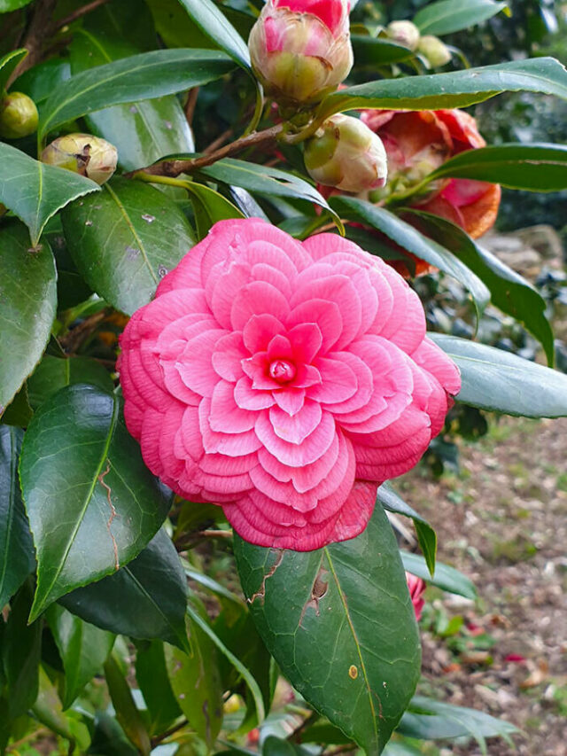 30 Of The Most Perfect Examples Of Geometrical Symmetry In Nature ...