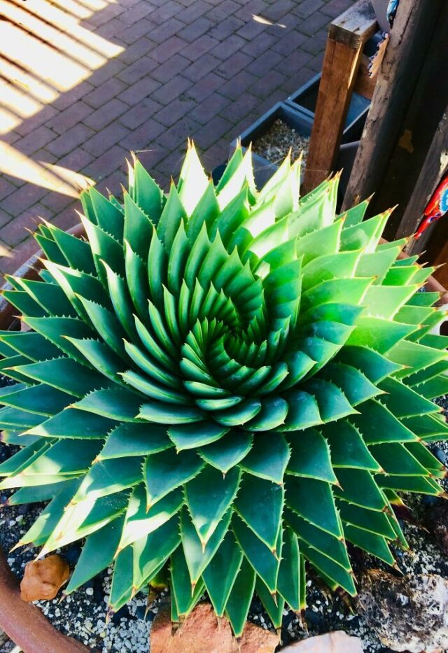 30 Of The Most Perfect Examples Of Geometrical Symmetry In Nature ...
