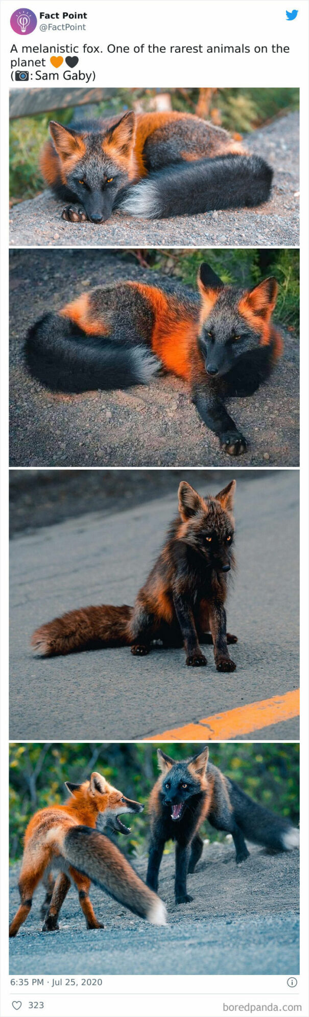 “Fact Point”: This Twitter Account Shares Interesting Facts About Our ...