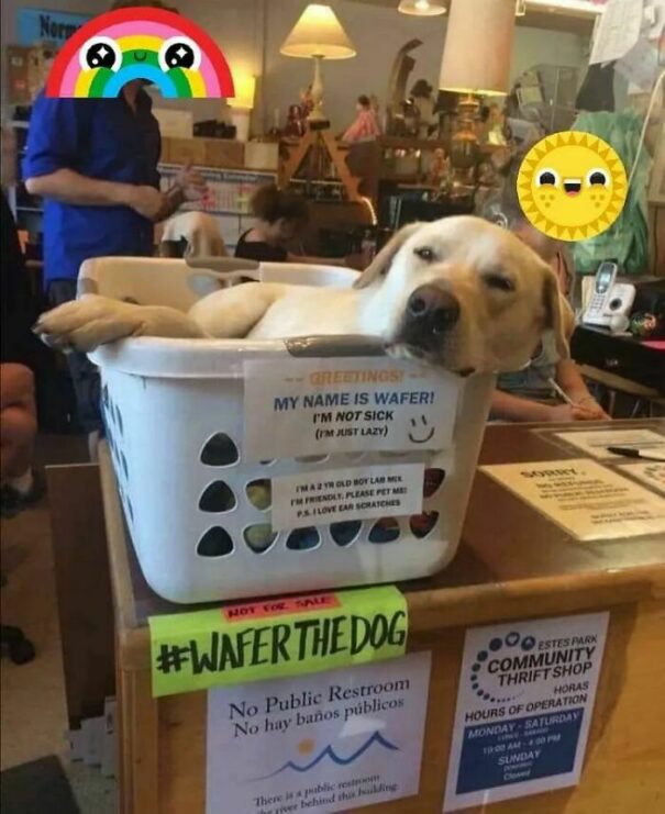 Instagram Page Collects "Weird Second-Hand Finds" And Here Are 30 Of ...