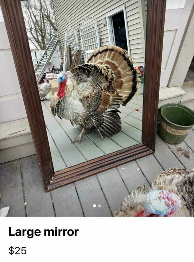 20 Times People Took Creative And Funny Pictures To Sell Their Mirrors ...