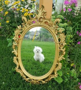 20 Times People Took Creative And Funny Pictures To Sell Their Mirrors ...