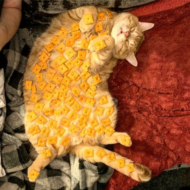 “This Is My Life Now”: 30 Oddly Hilarious Photos Of Humans And Animals ...