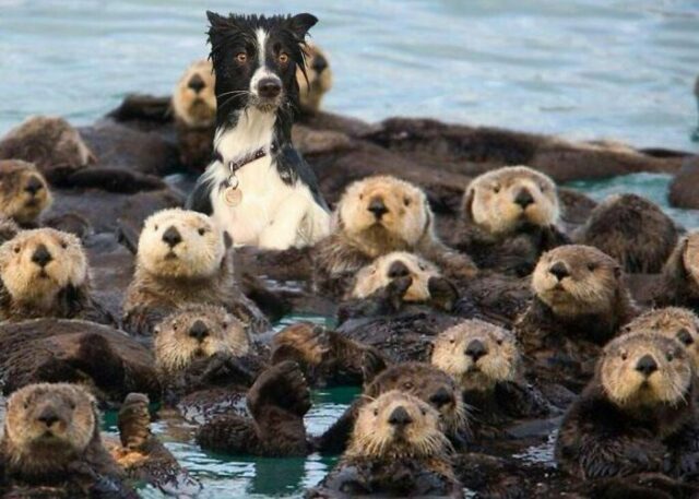 “This Is My Life Now”: 30 Oddly Hilarious Photos Of Humans And Animals ...