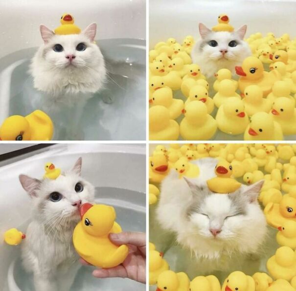 “This Is My Life Now”: 30 Oddly Hilarious Photos Of Humans And Animals ...