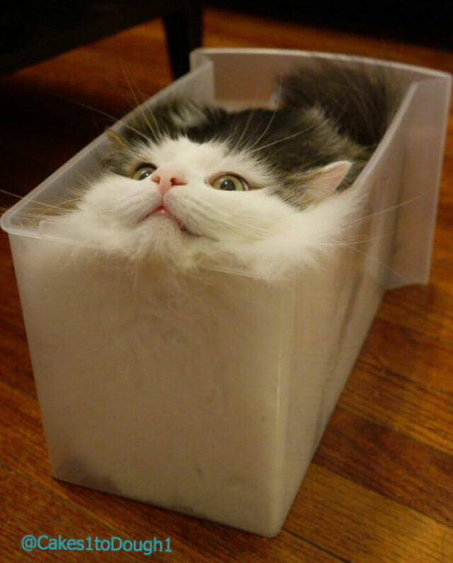 “This Is My Life Now”: 30 Oddly Hilarious Photos Of Humans And Animals ...