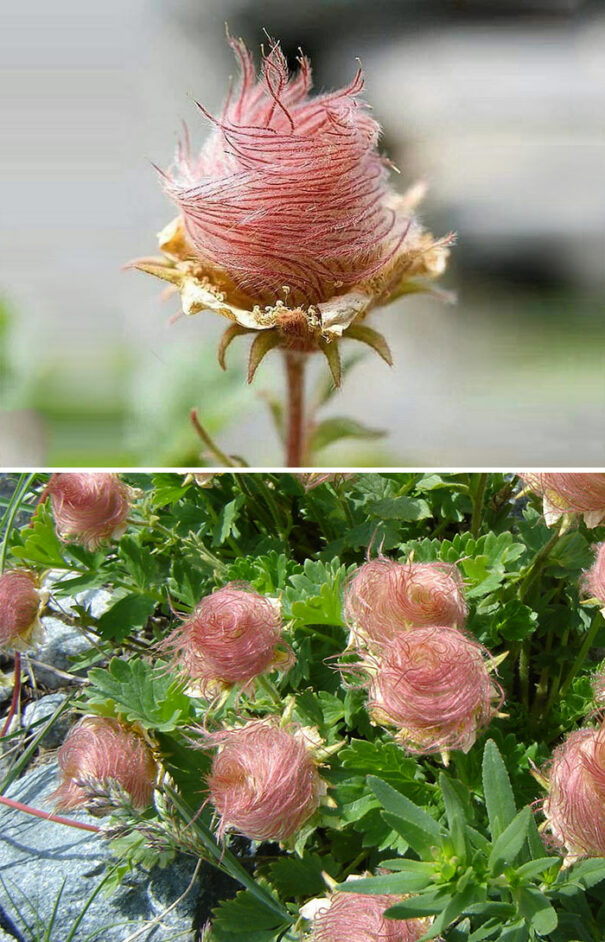 20 Mysterious And Odd-Looking Plants Shared And Identified By Members ...