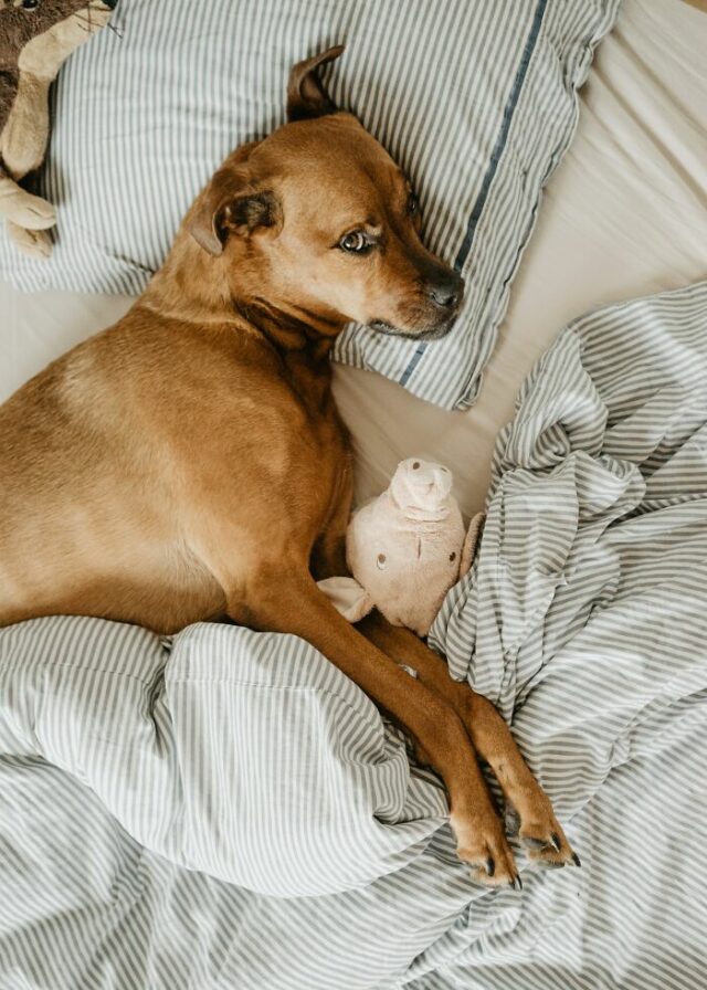 20 Examples Of Pets Who Surprised Their Owners By Learning A New Skill ...