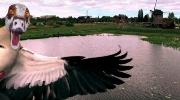 30 Times Bird Photography Didn't Go As Expected And Turned Out To Be ...