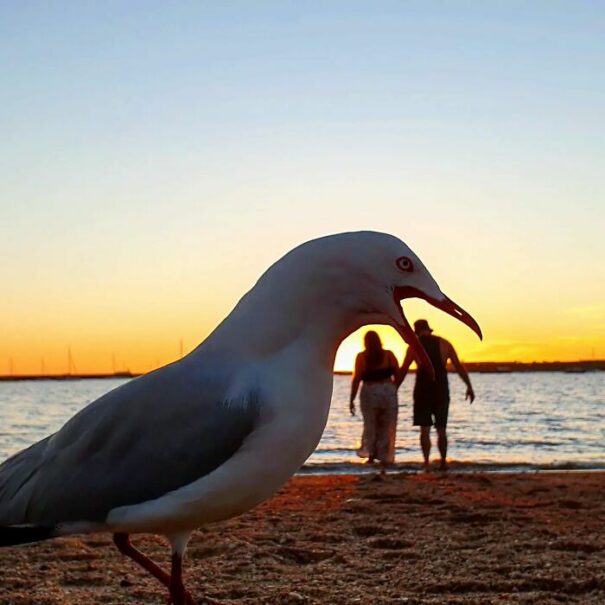 30 Times Bird Photography Didn't Go As Expected And Turned Out To Be ...