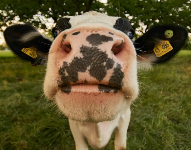 20 Funny Names People Called Various Objects When They Didn't Remember ...