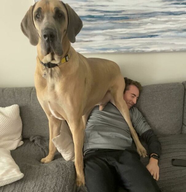 30 Times Pets Hilariously Invaded Owner's Personal Space | DeMilked