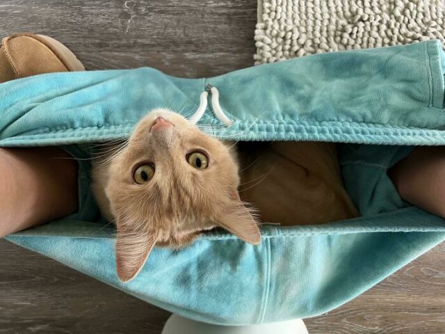 30 Times Pets Hilariously Invaded Owner's Personal Space | DeMilked