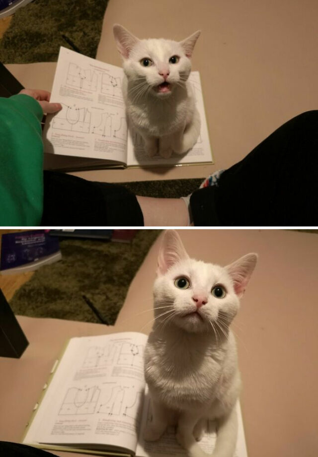 30 Times Pets Hilariously Invaded Owner's Personal Space | DeMilked