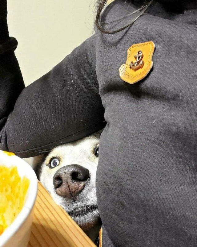 30 Times Pets Hilariously Invaded Owner's Personal Space | DeMilked