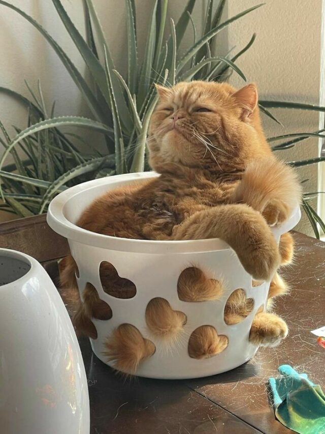 'The Cat Trap Is Working' Online Group Shares Funny Cats Fitting Into ...