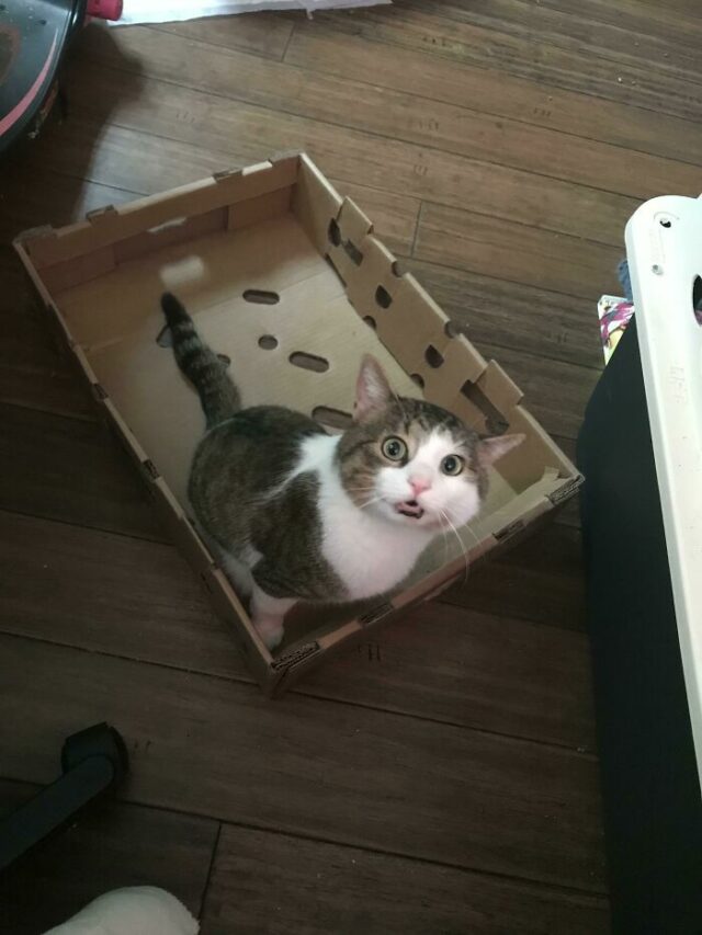 'The Cat Trap Is Working' Online Group Shares Funny Cats Fitting Into ...
