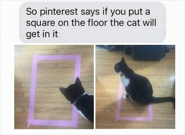 'The Cat Trap Is Working' Online Group Shares Funny Cats Fitting Into ...