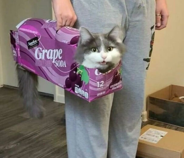 'The Cat Trap Is Working' Online Group Shares Funny Cats Fitting Into ...