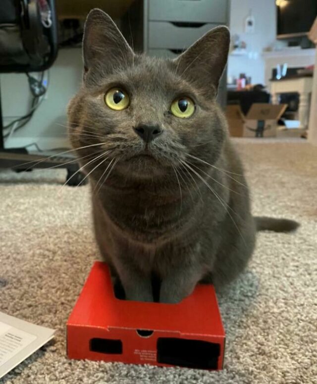 'The Cat Trap Is Working' Online Group Shares Funny Cats Fitting Into ...