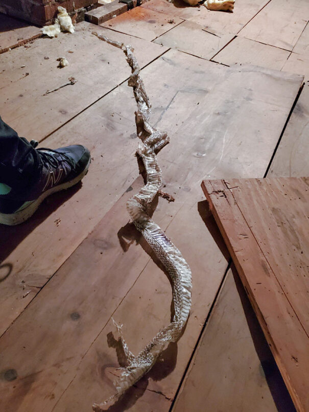 30 Of The Most Terrifying Things Spotted In Nature, As Shared By People ...
