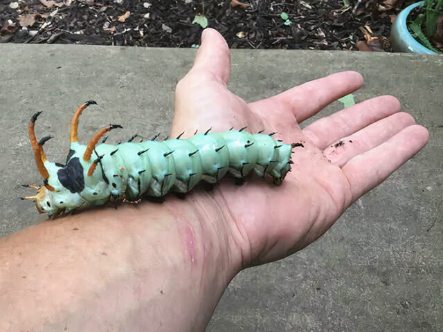 30 Of The Most Terrifying Things Spotted In Nature, As Shared By People ...