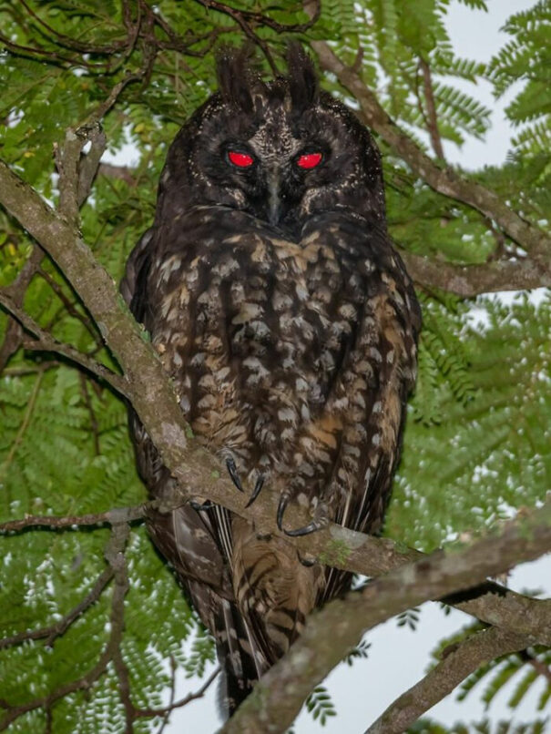 30 Of The Most Terrifying Things Spotted In Nature, As Shared By People ...