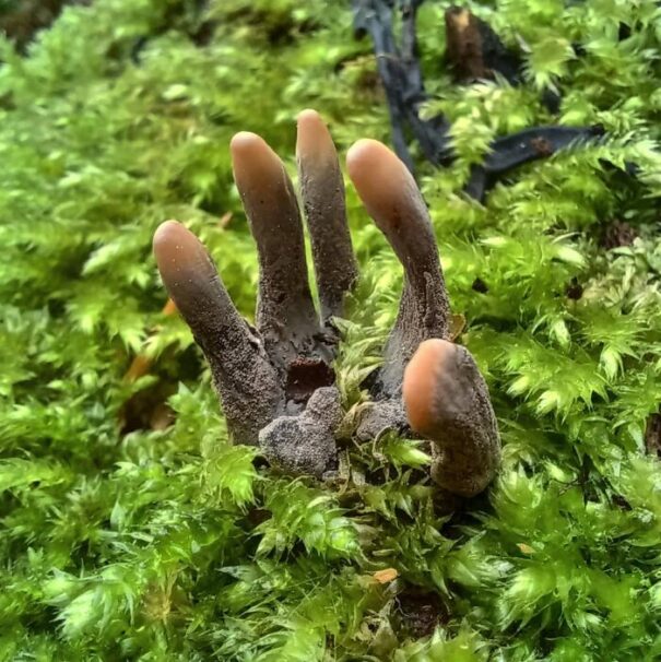 30 Of The Most Terrifying Things Spotted In Nature, As Shared By People ...