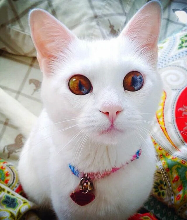 The 26 Most Rare And Stunning Genetic Mutations Encountered on Pets ...