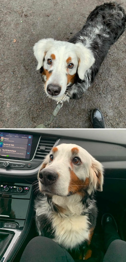 The 26 Most Rare And Stunning Genetic Mutations Encountered on Pets ...
