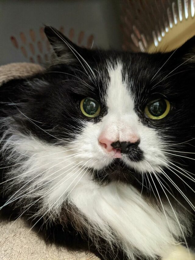 30 Of The Most Rare Genetic Mutations Ever Spotted On Pets | DeMilked