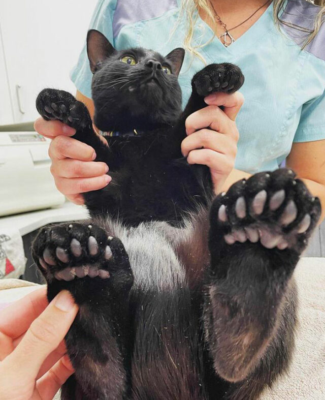 30 Of The Most Rare Genetic Mutations Ever Spotted On Pets | DeMilked