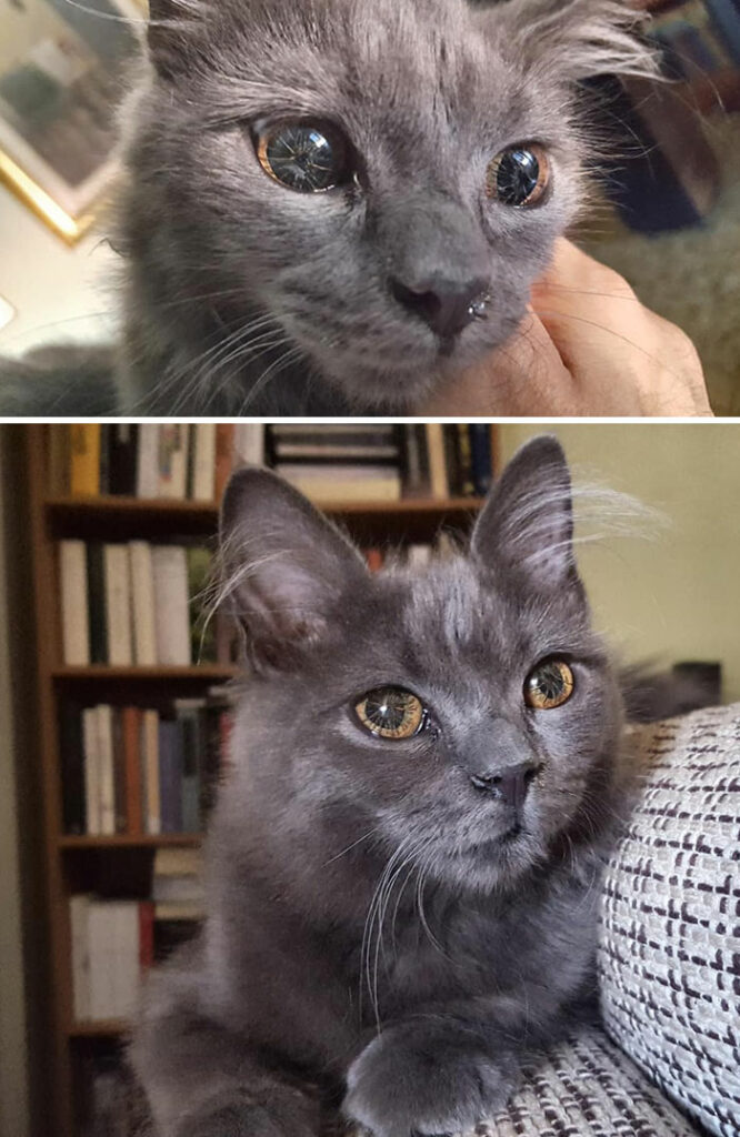 30 Of The Most Rare Genetic Mutations Ever Spotted On Pets | DeMilked