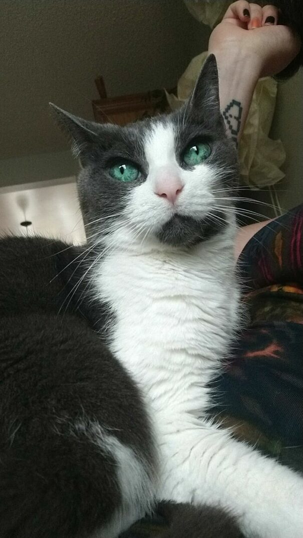 30 Of The Most Rare Genetic Mutations Ever Spotted On Pets | DeMilked