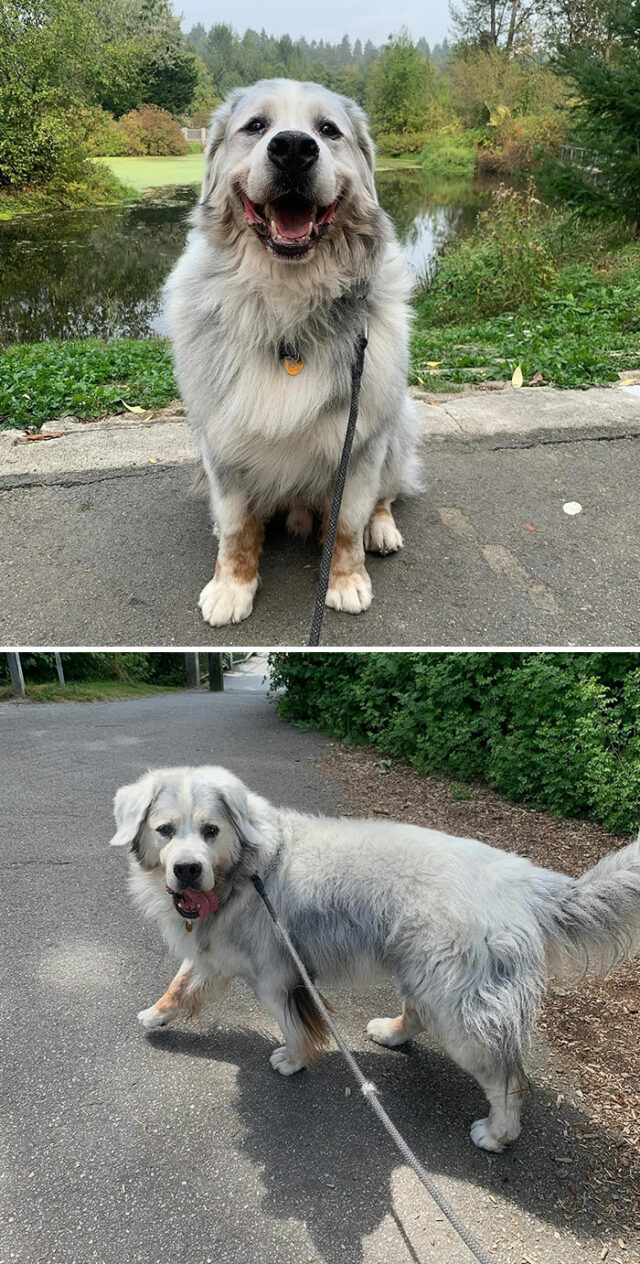 The 26 Most Rare And Stunning Genetic Mutations Encountered on Pets ...