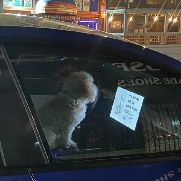 'Dogs Poorly Photographed': 20 Imperfectly Perfect Dog Pics That Might ...