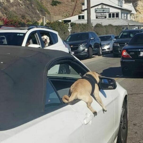 'Dogs Poorly Photographed': 20 Imperfectly Perfect Dog Pics That Might ...