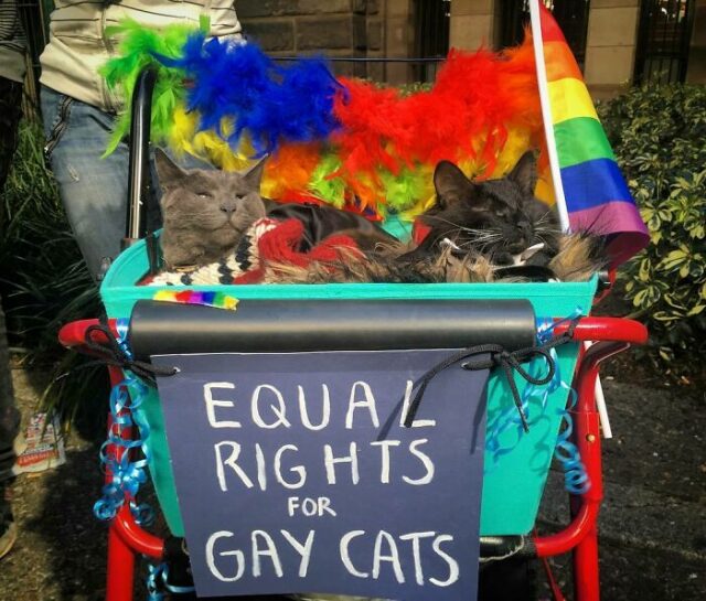 30 Of The Most Funny Sightings From Pride Events Around The World ...